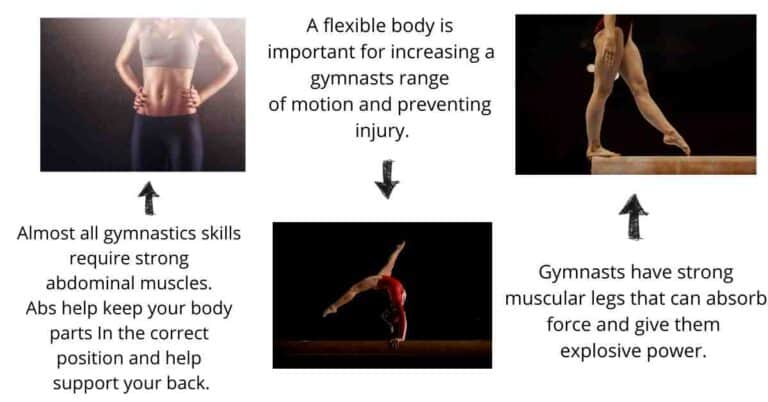 Are gymnasts strong - Insights into training, body types and more ...